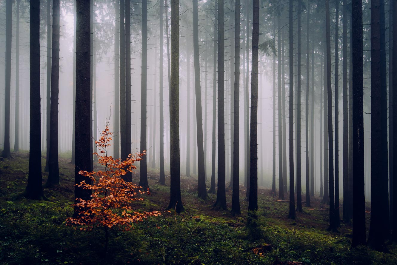 Forrest landscape #1 - craibas.al.gov.br