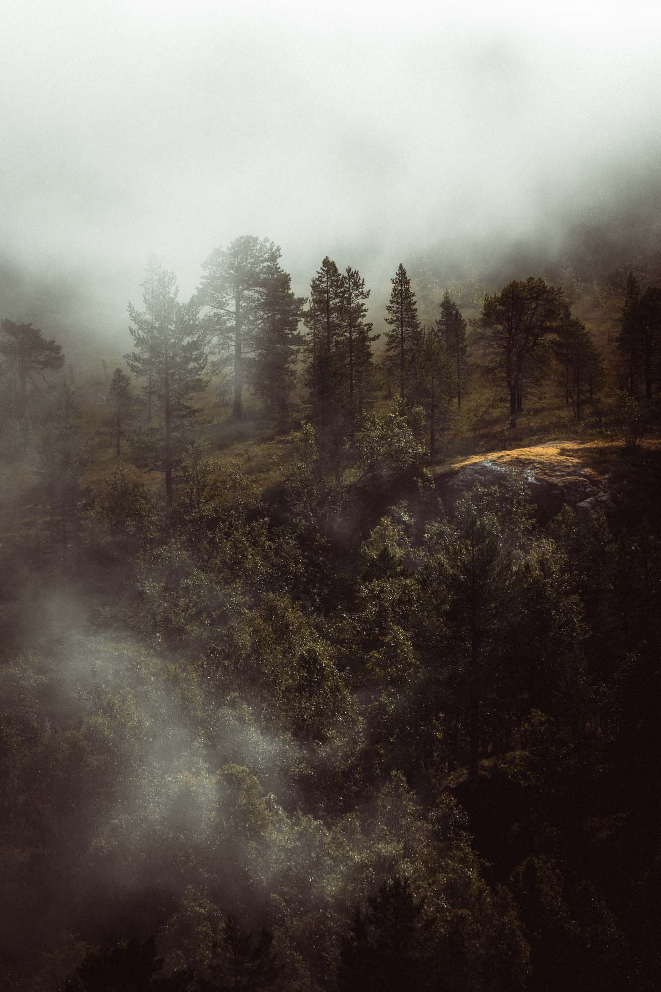 Forest Landscape Photography (Best of 2020)