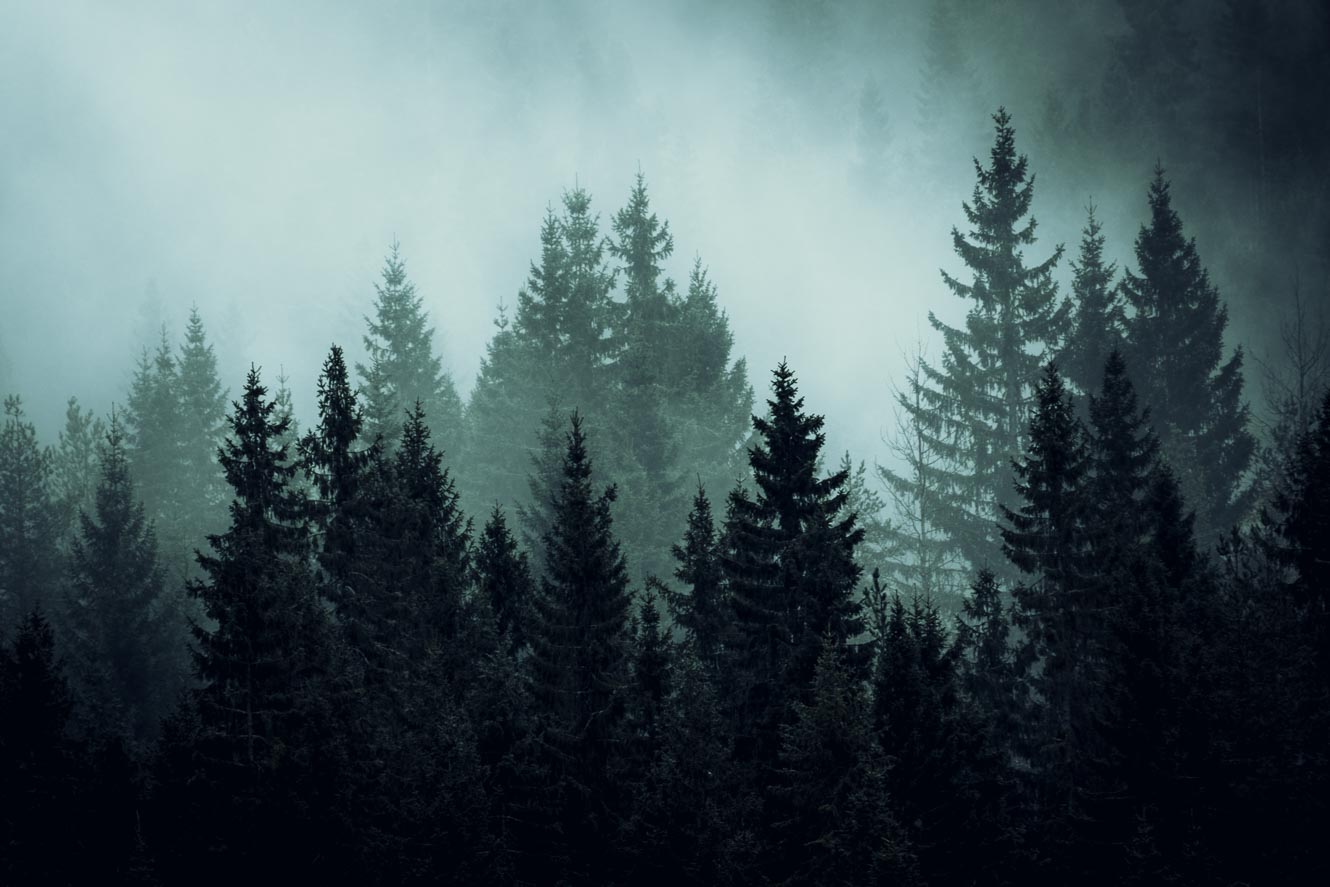 Forest Landscape Photography (Best of 2020)